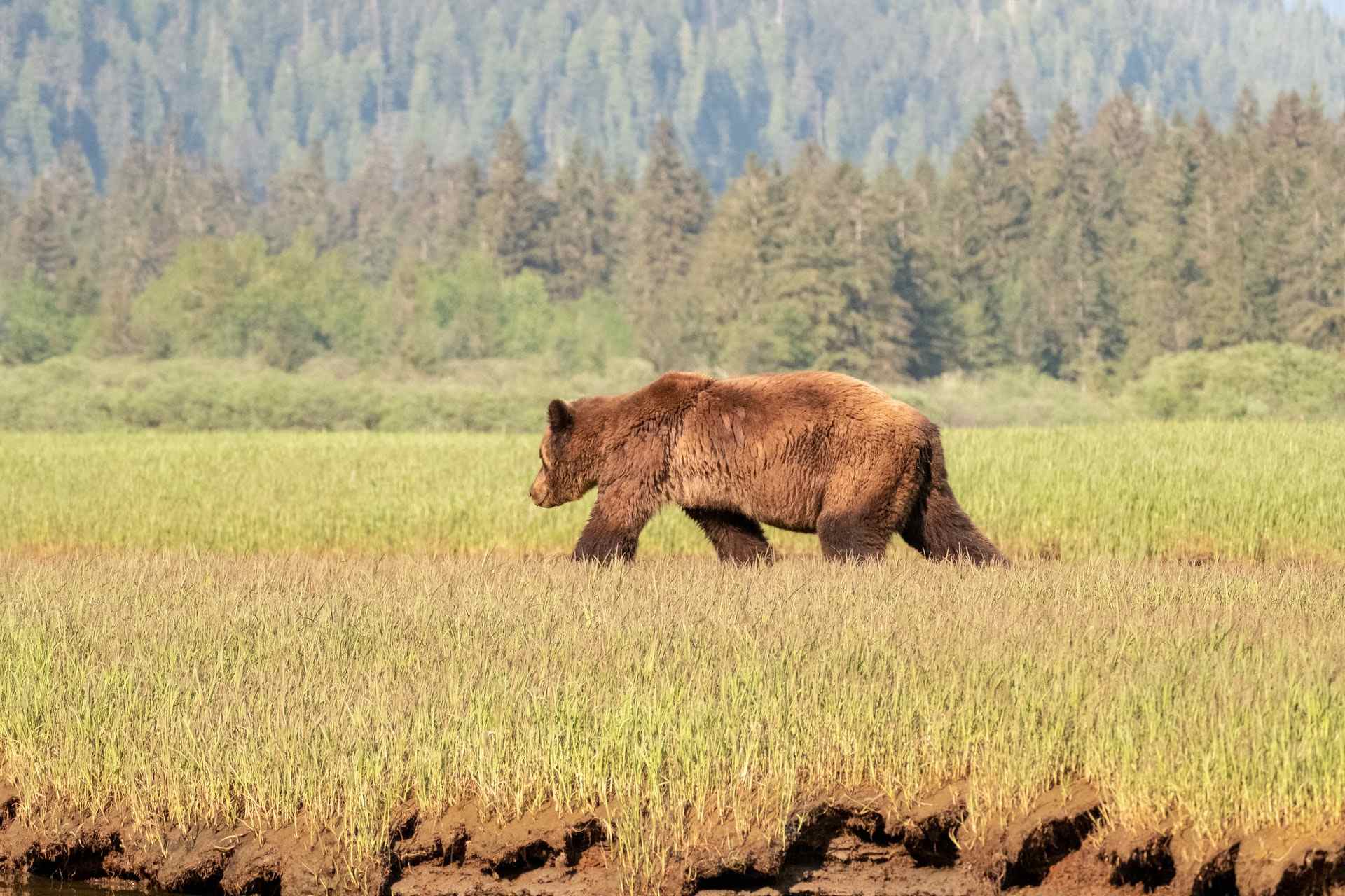 Hiking in the Bear Country: Tips to Stay Safe in the Wild