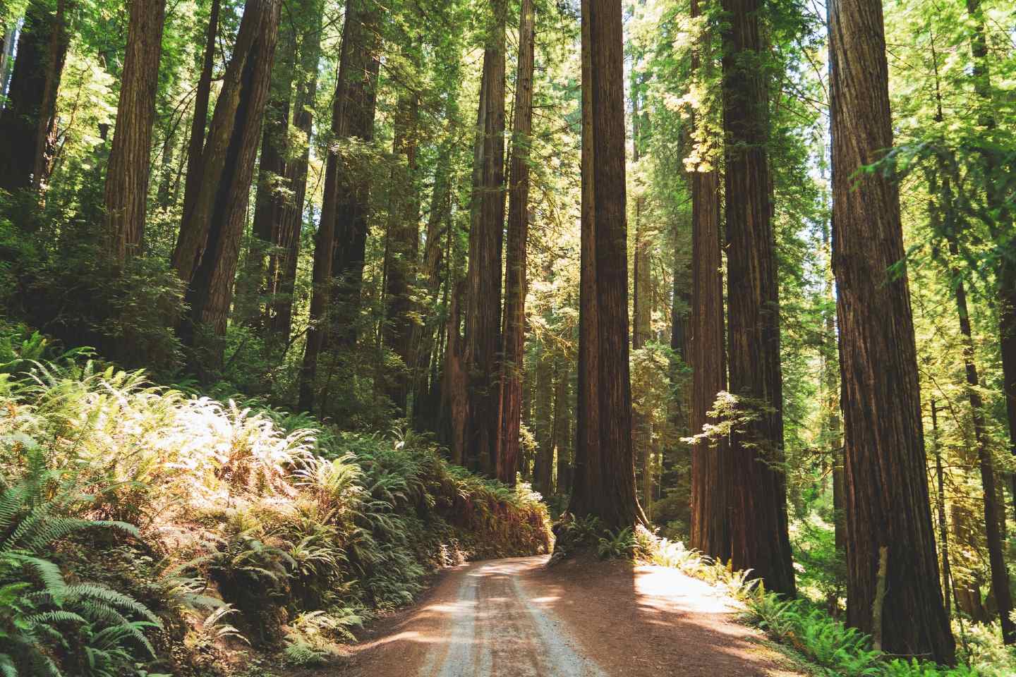 Redwood National and State Parks: An Extensive Guide, 2021