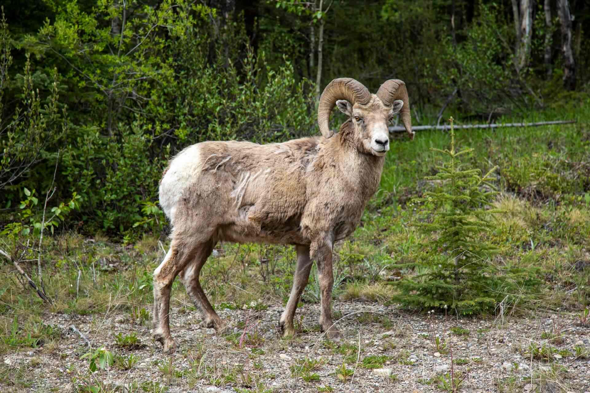 Best Tasting Wild Game Meats for Hunters - The Wild Guides