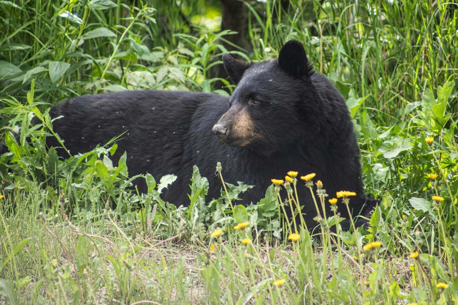 Best Tasting Wild Game Meats for Hunters - The Wild Guides