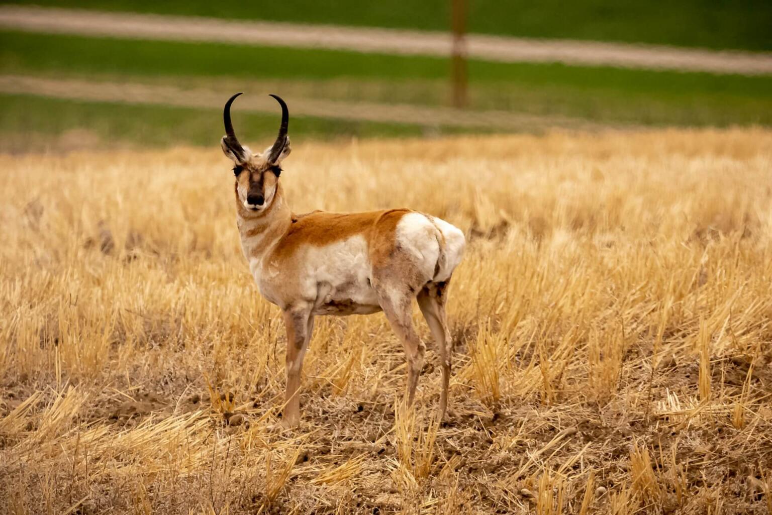 Best Tasting Wild Game Meats for Hunters - The Wild Guides