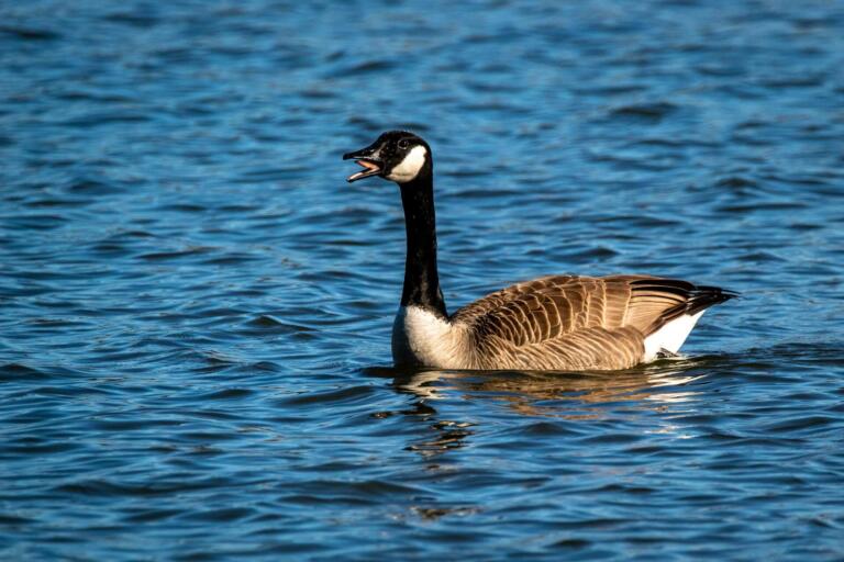 Best Tasting Wild Game Meats for Hunters - The Wild Guides