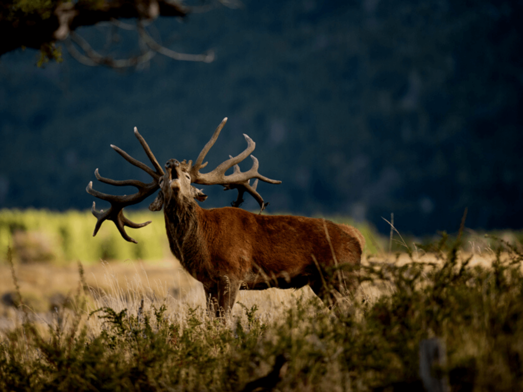 Best Countries for Red Stag Hunting - The Wild Guides