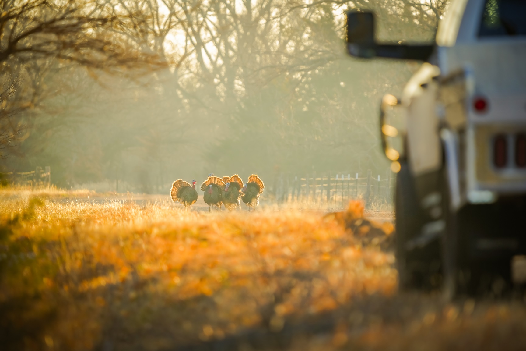 Exploring the Best Midwest Turkey Hunting States - The Wild Guides