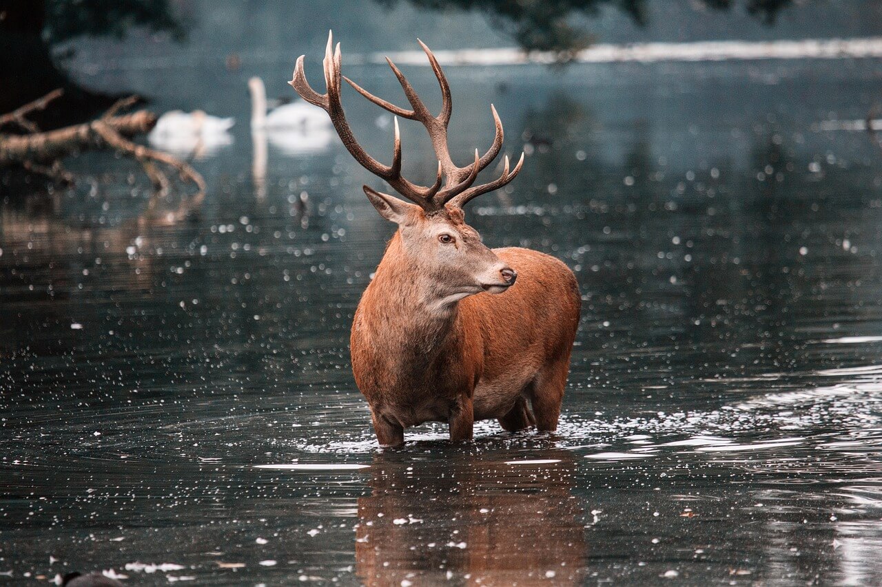 Best Countries for Red Stag Hunting - The Wild Guides