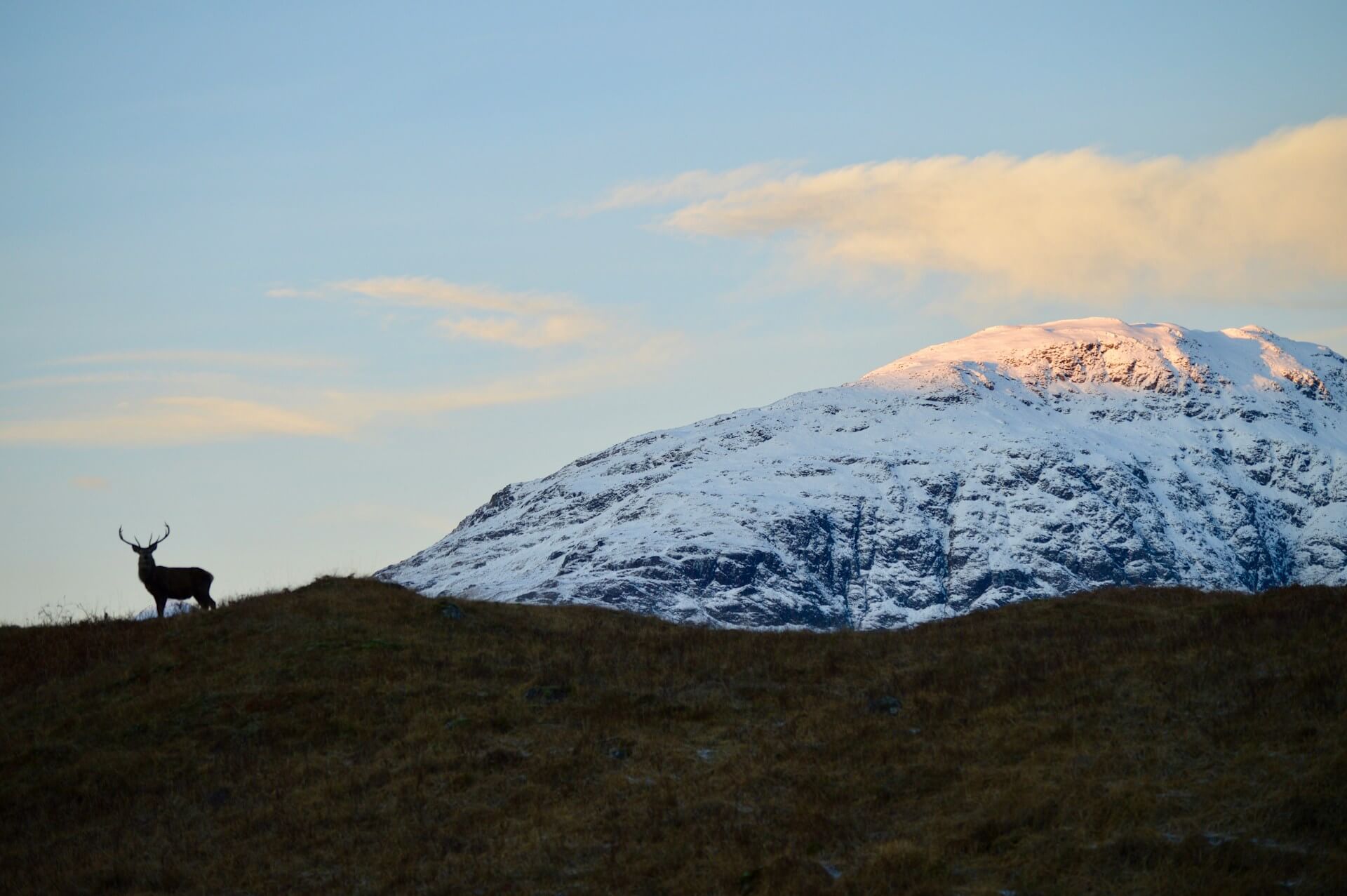 Best Countries for Red Stag Hunting - The Wild Guides