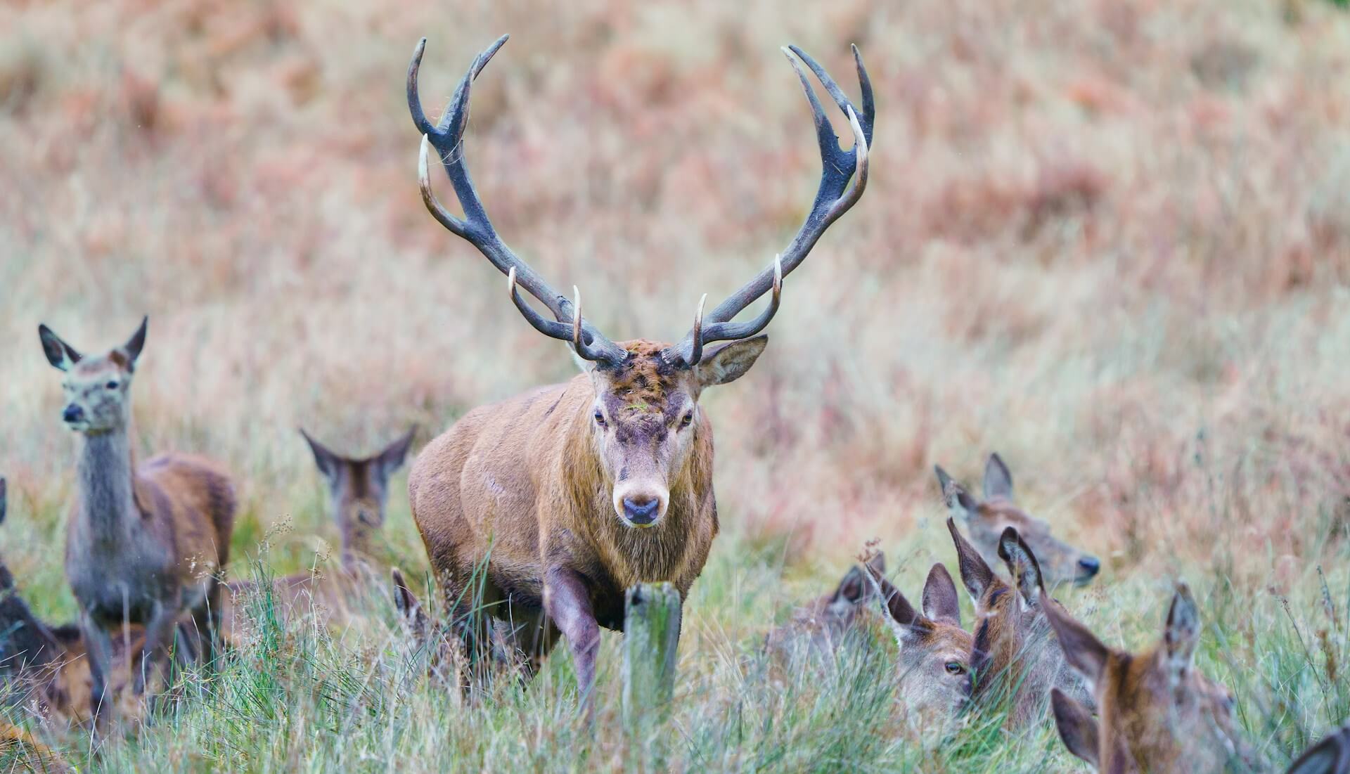 Best Countries for Red Stag Hunting - The Wild Guides
